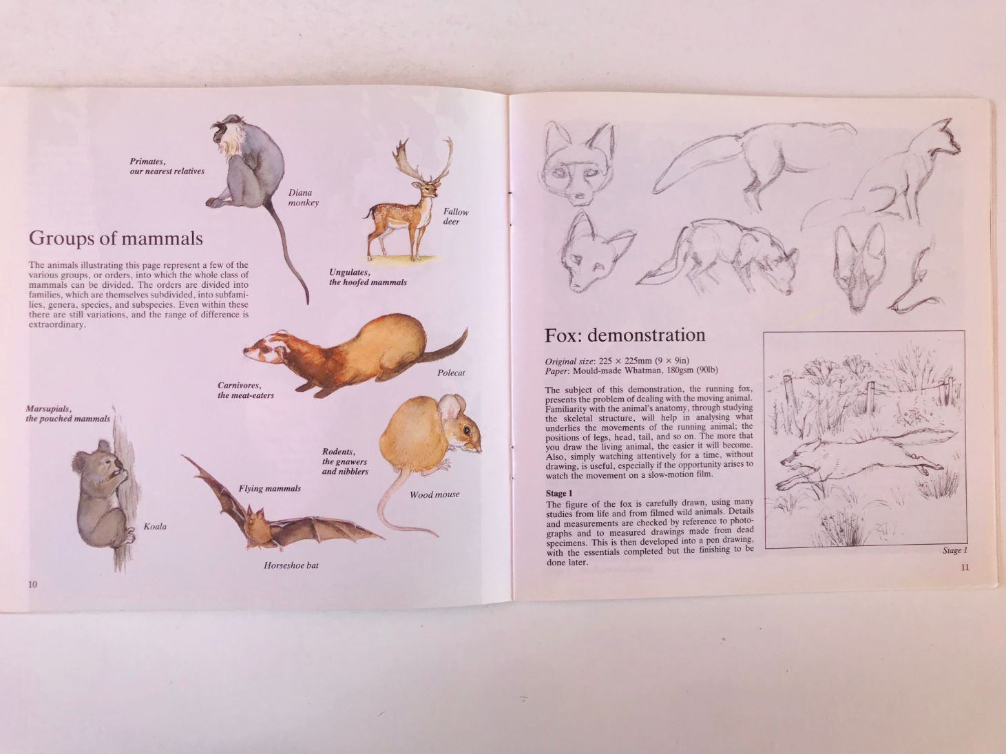 Wild Animals in Watercolour | ReadingCorner.ro