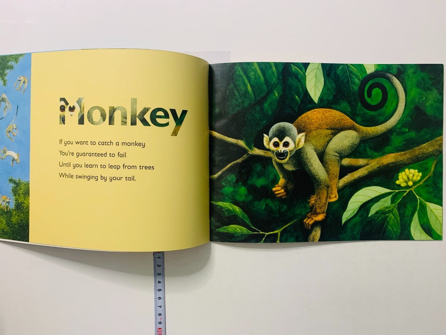 Rainforest Animals • ReadingCorner.ro